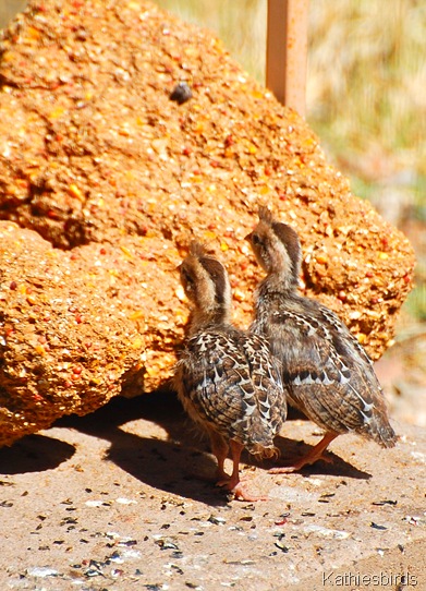Sycamore Canyon Birds
